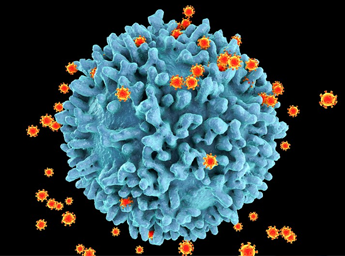 Каковы основные способы передачи ВИЧ | полезные статьи Ritual.ru